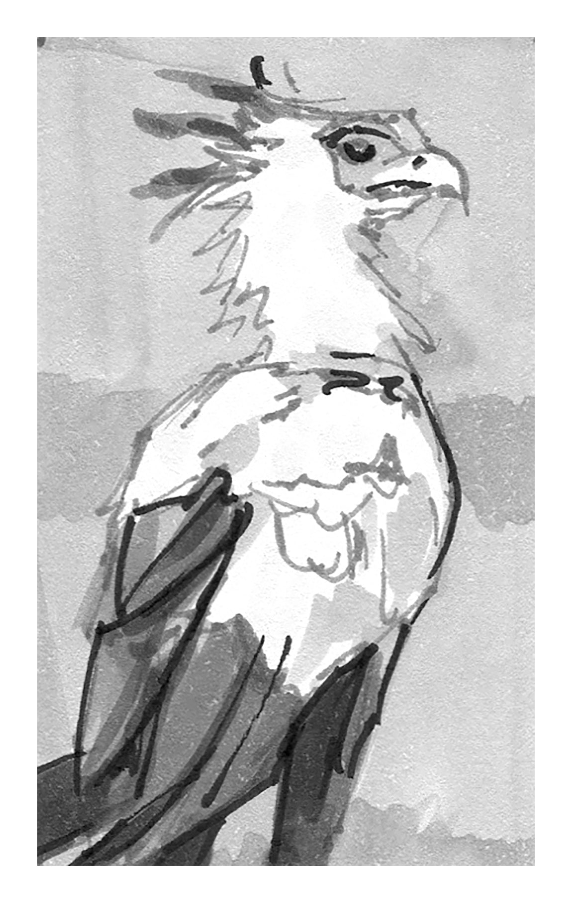 Secretary Bird Drawing